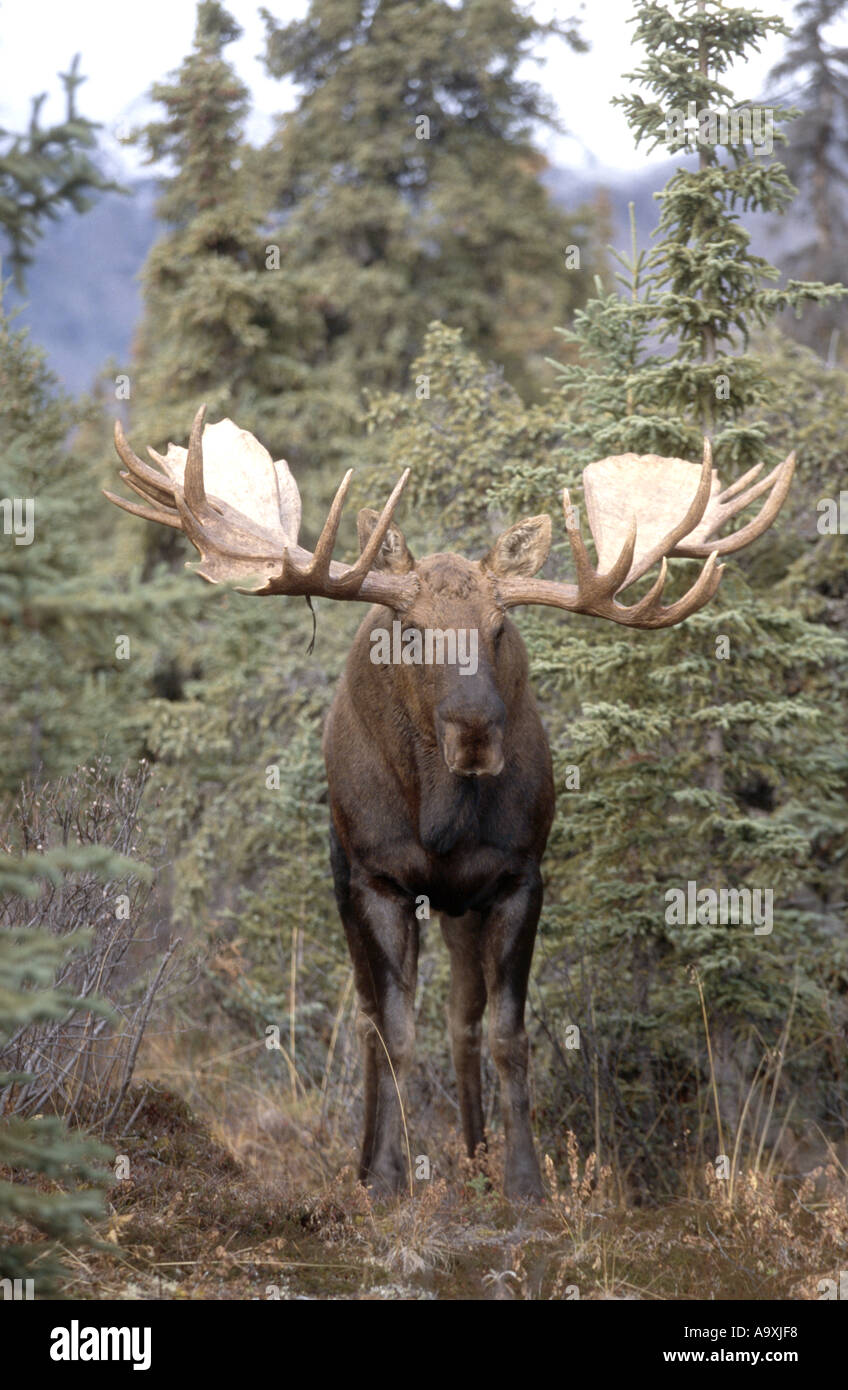 Alaska moose, Tundra moose, Yukon moose (Alces alces gigas), portrait ...