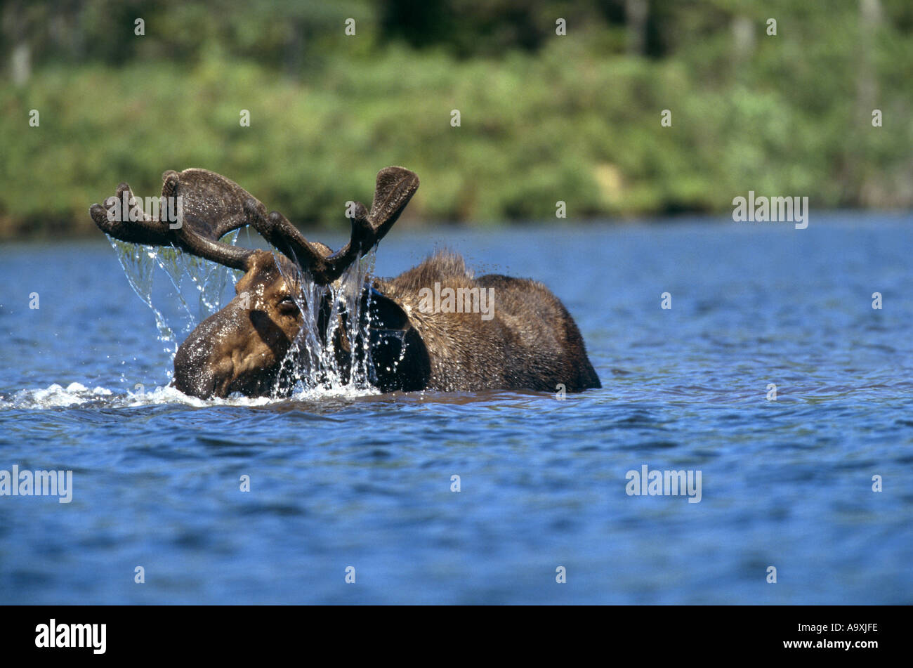 Bull moose foraging on hi-res stock photography and images - Alamy