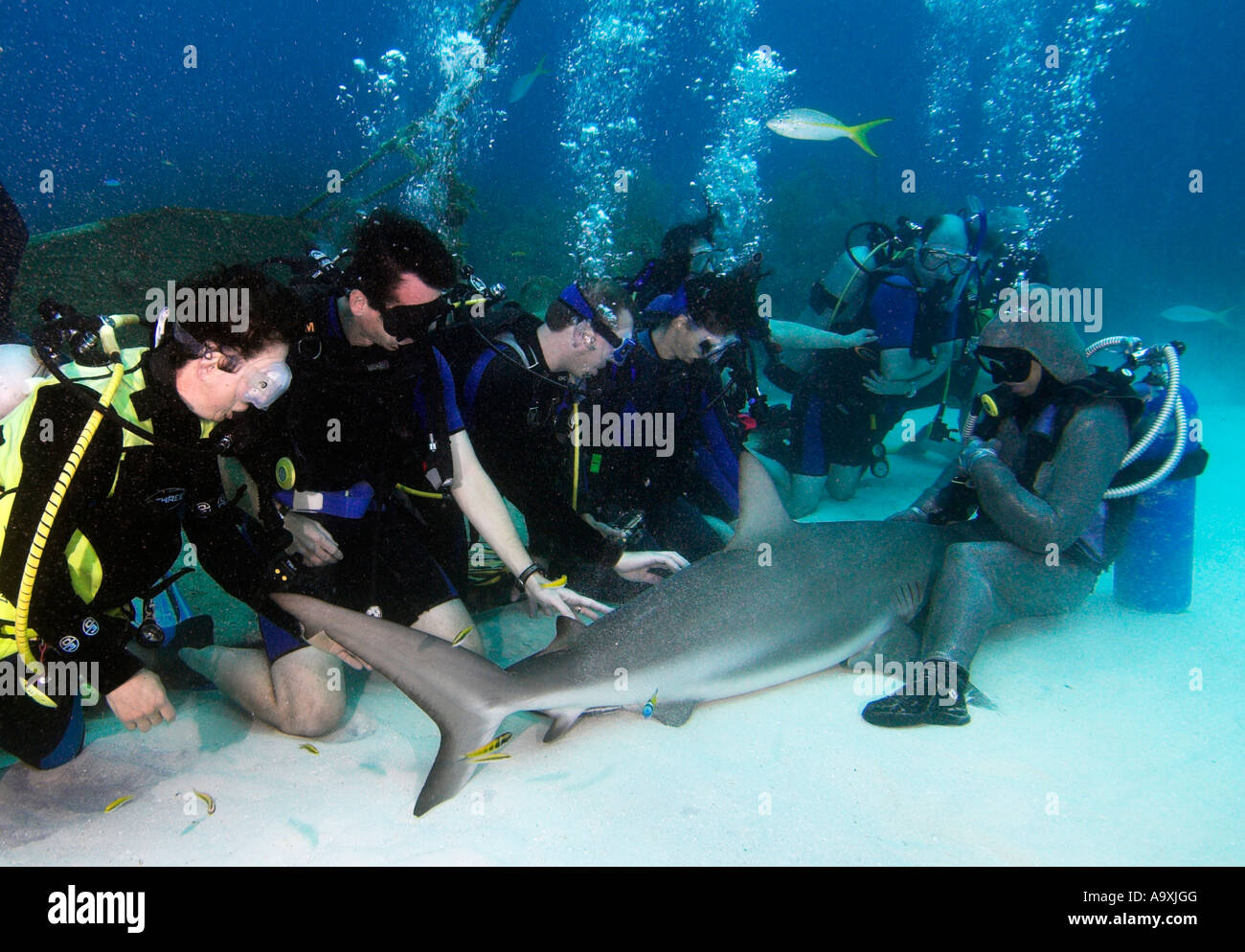 Chain mail clad shark handler shows scuba divers Caribbean reef shark ...