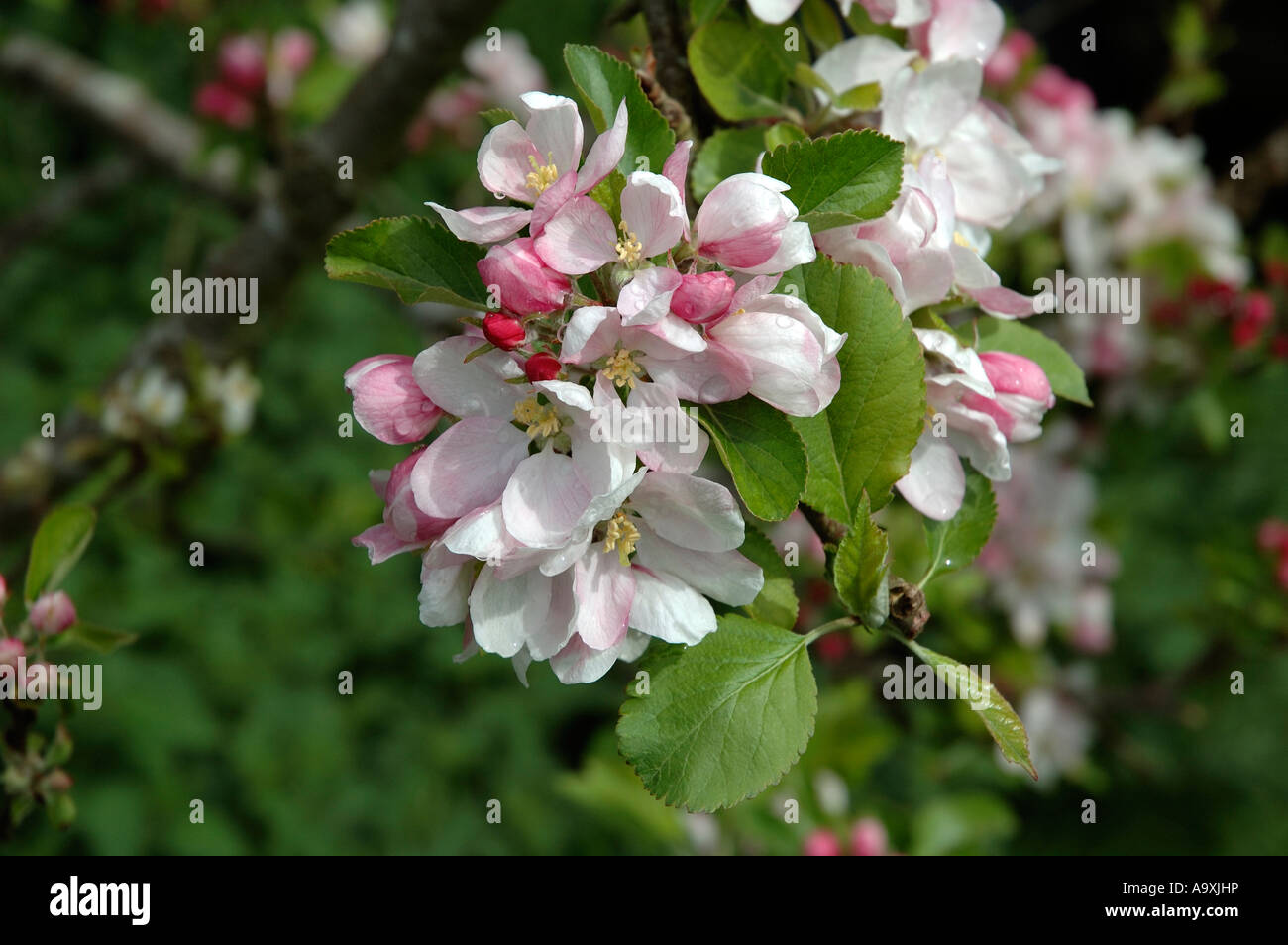 Newton apple hi-res stock photography and images - Alamy