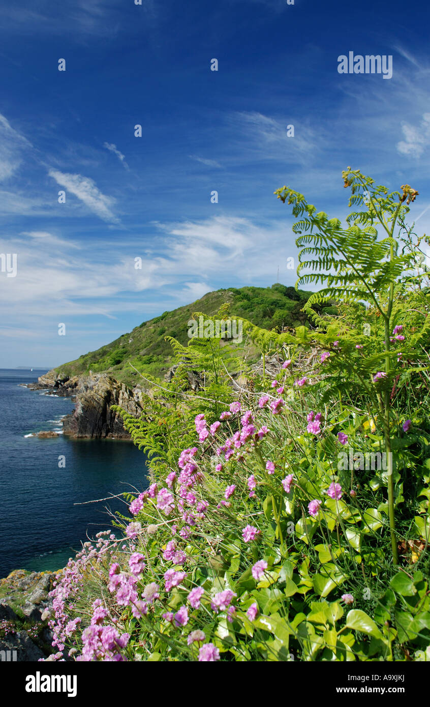 Flowers on cliffs near Polperro Cornwall U.K Stock Photo - Alamy