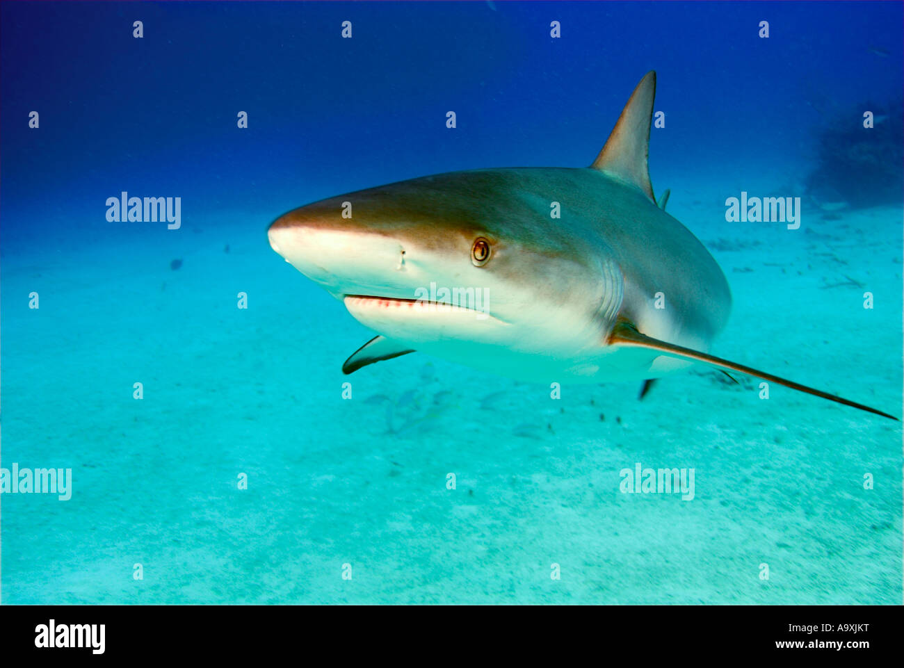 Caribbean reef shark hi-res stock photography and images - Alamy