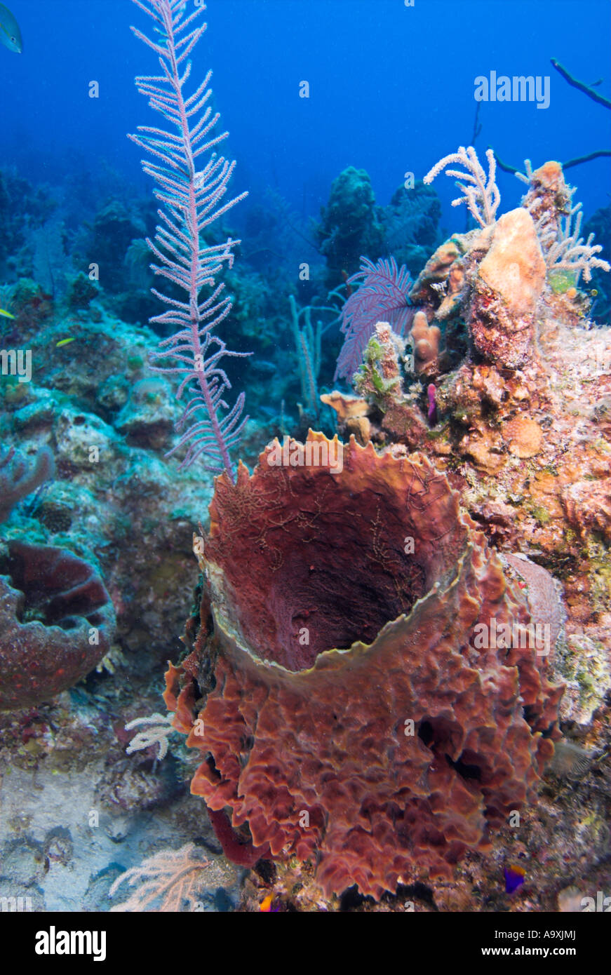 Vase sponge on coral reef Bahamas Islands Stock Photo - Alamy
