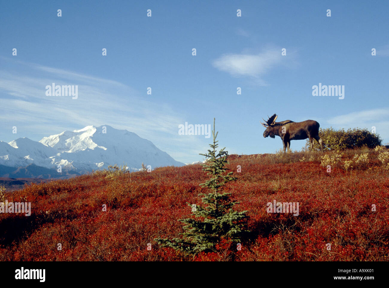 Alaska moose, Tundra moose, Yukon moose (Alces alces gigas), bull with ...