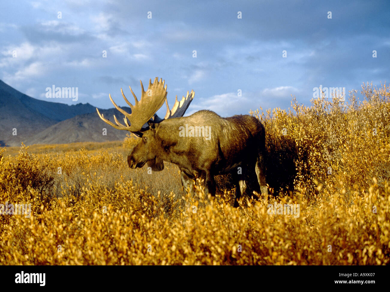 Alaska moose, Tundra moose, Yukon moose (Alces alces gigas), bull in ...