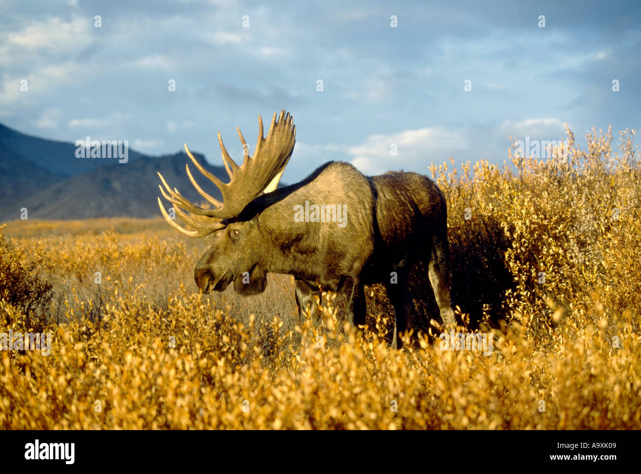 Alaska moose, Tundra moose, Yukon moose (Alces alces gigas), bull in ...