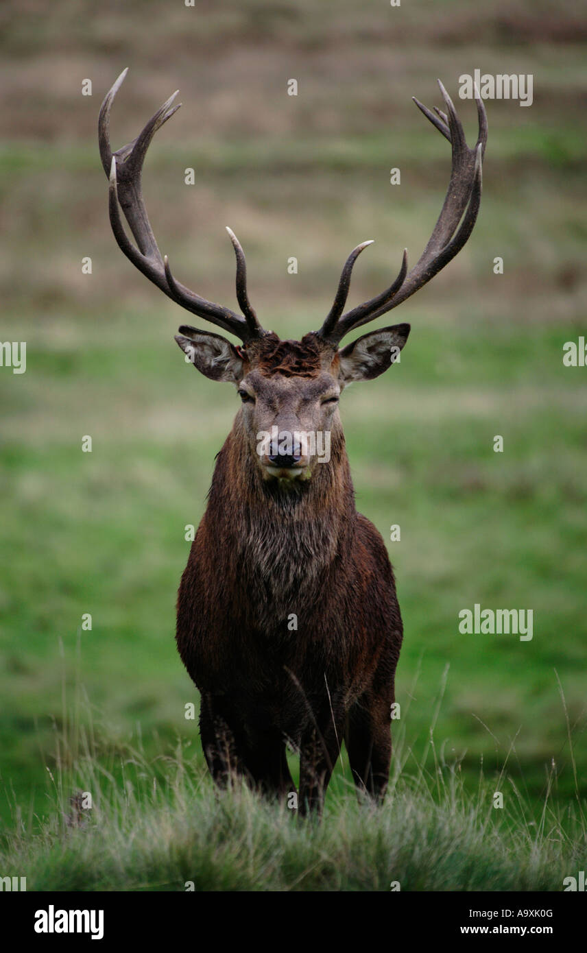 Majestic standing stag in Tatton Park Stock Photo - Alamy