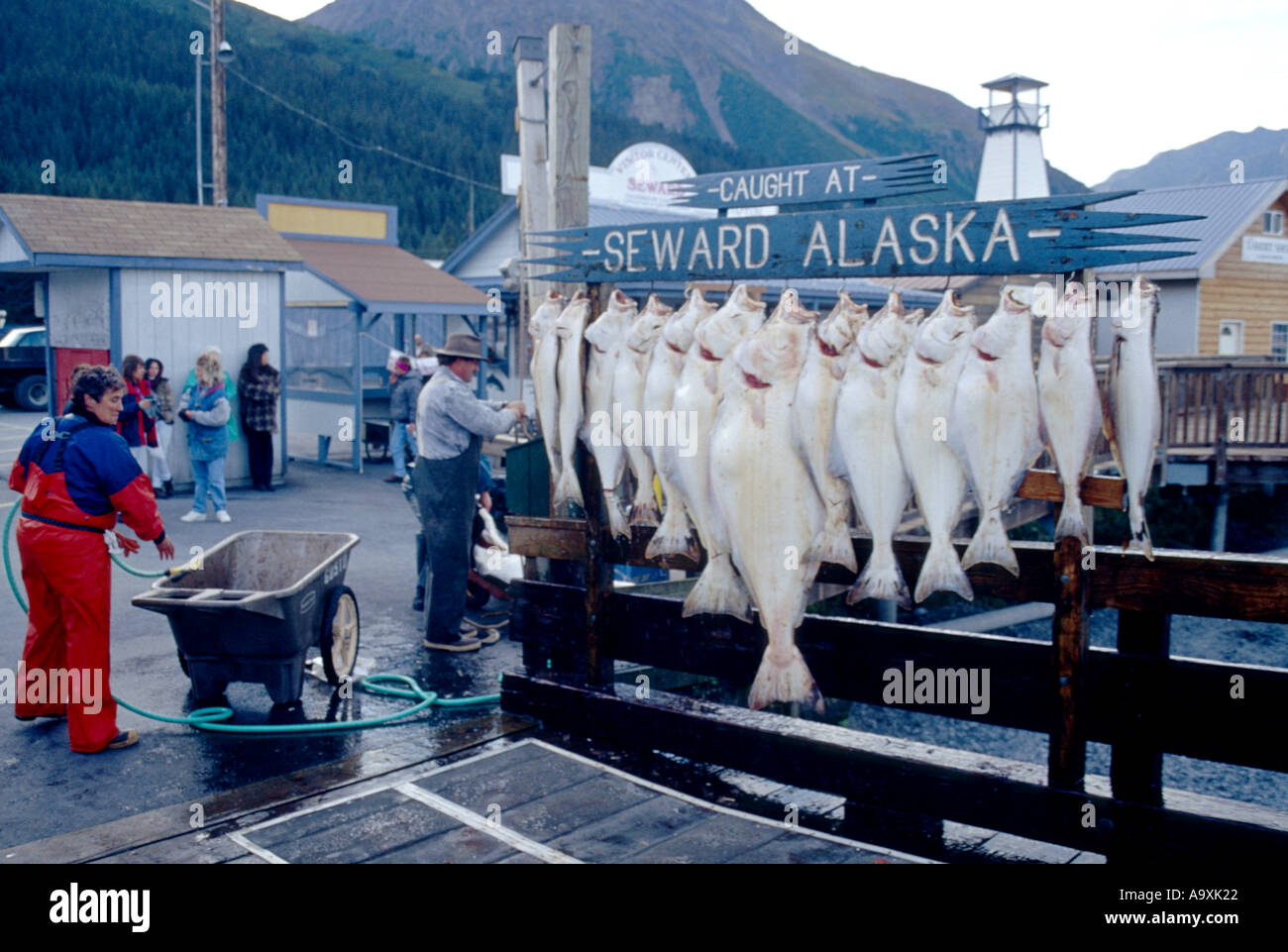 Atlantic halibut (Hippoglossus hippoglossus), hanging fish in harbour ...