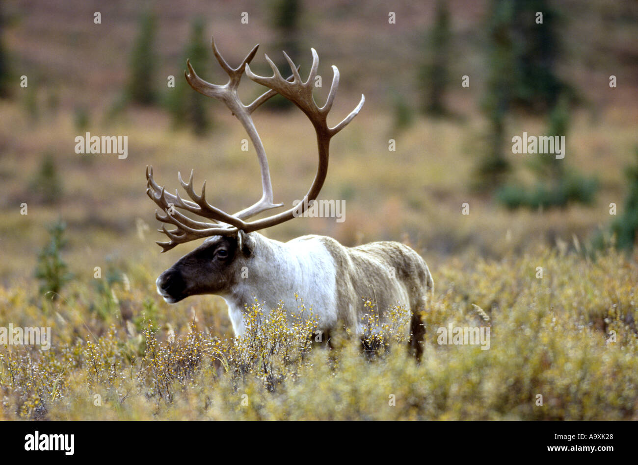 barren ground carribu, reindeer (Rangifer tarandus caribou), stag ...