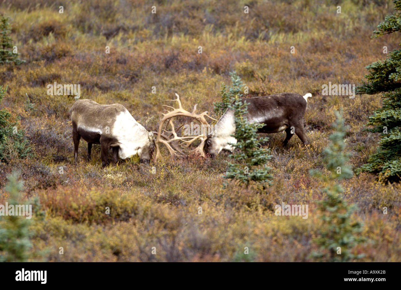 barren ground carribu, reindeer (Rangifer tarandus caribou), stags ...