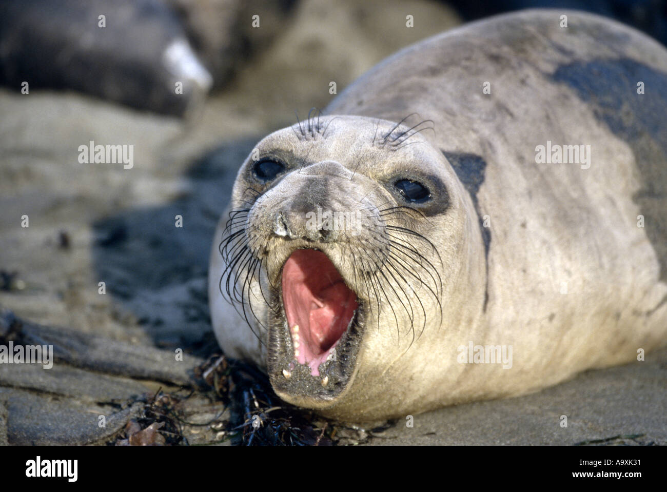 northern elephant seal (Mirounga angustirostris), female calling, USA ...