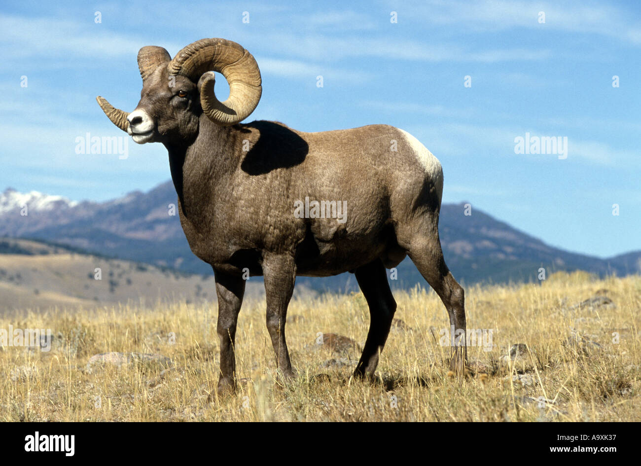 big horn sheep (Ovis canadensis), ram in autumn, USA, Wyoming ...