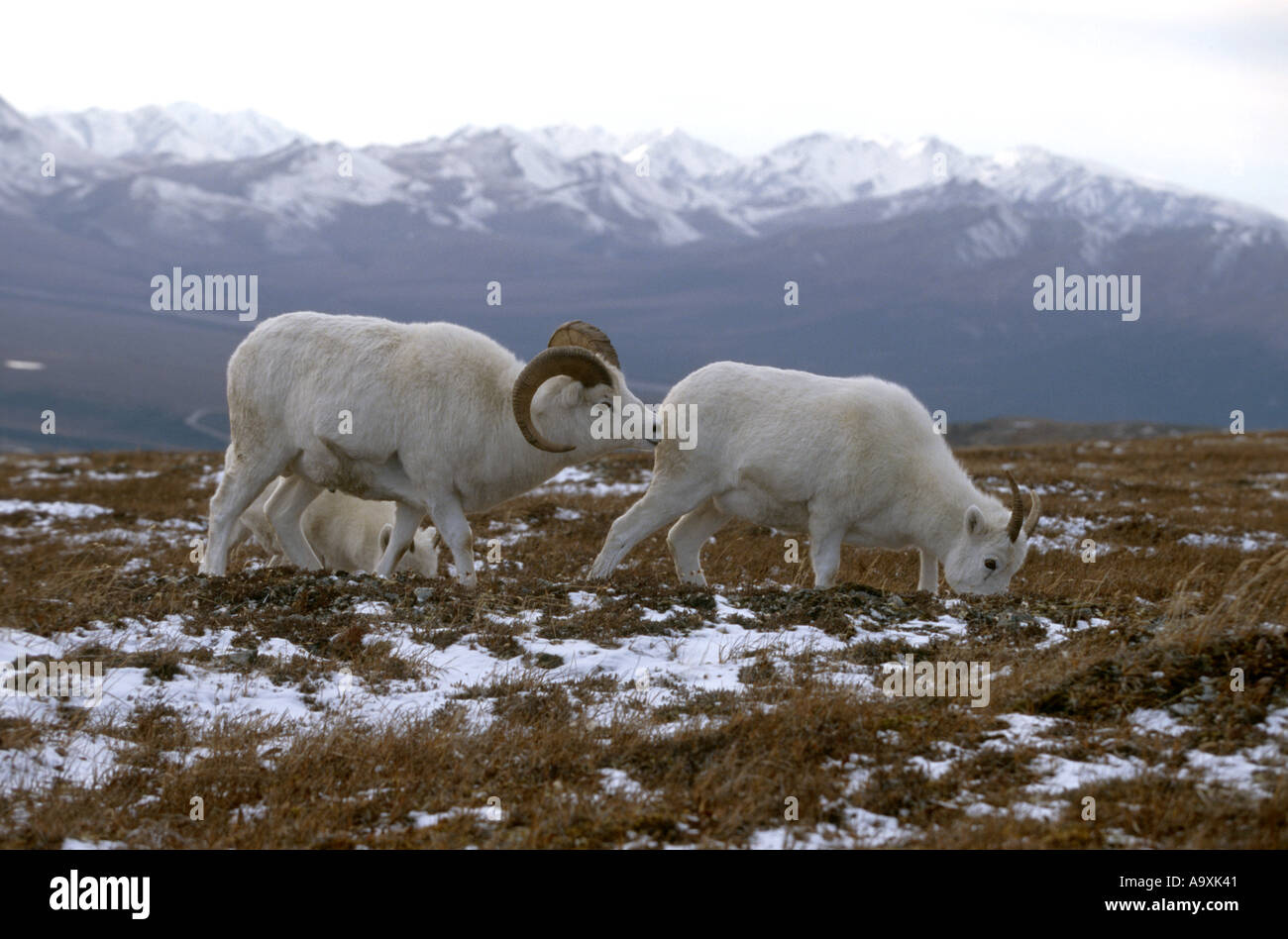 Dall's sheep, white sheep (Ovis dalli), rams in autumn, USA, Alaska ...