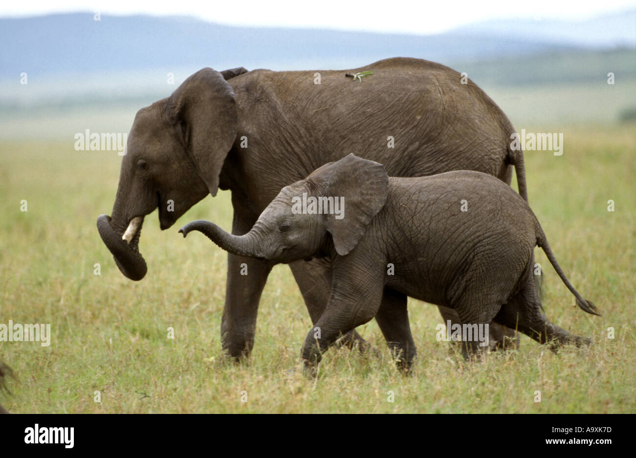 Elephant cow next to young animal hi-res stock photography and images ...