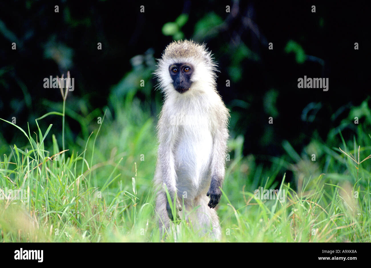 grivet monkey, savanna monkey, green monkey (Cercopithecus aethiops ...