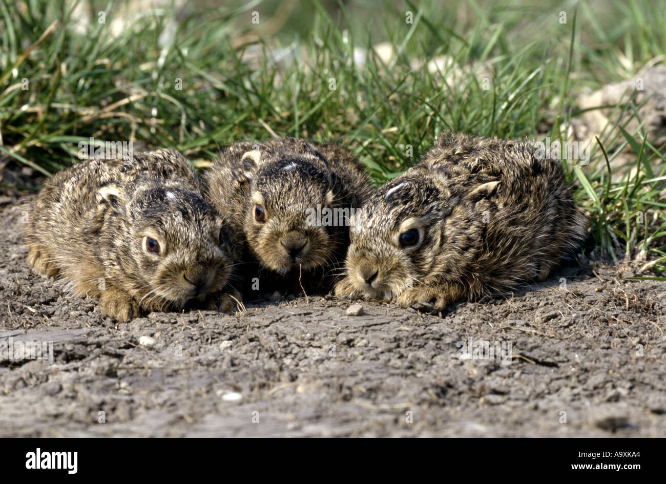 European hare (Lepus europaeus), three cute young hares sitting side by ...