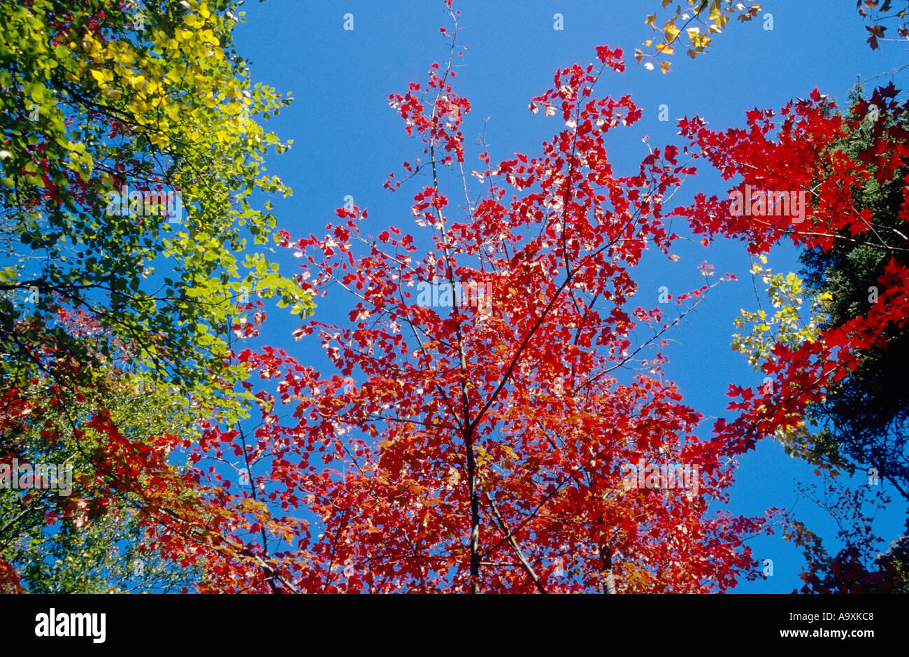 Maples maine hi-res stock photography and images - Alamy