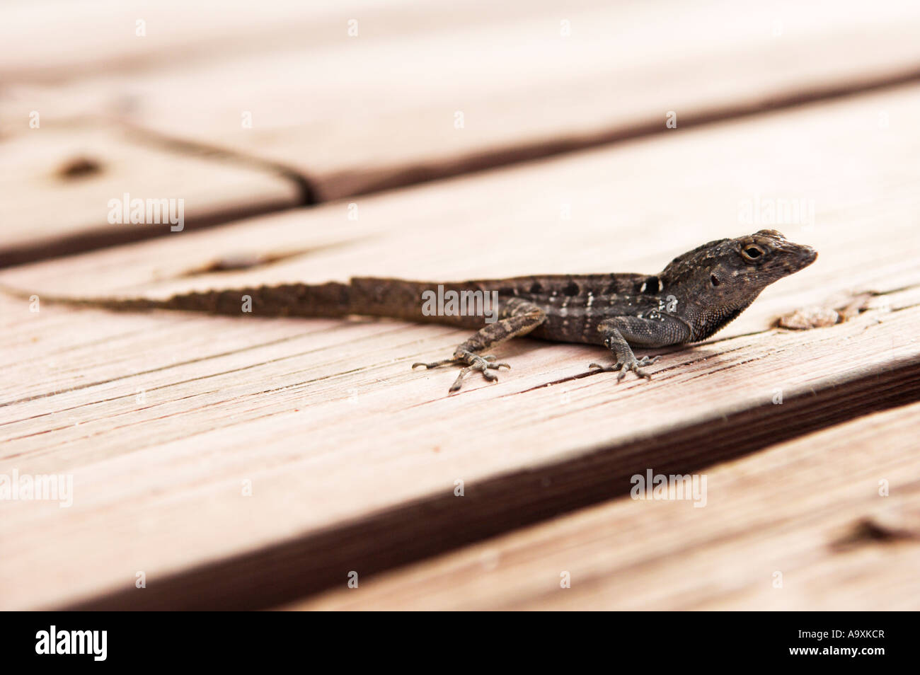 Lizard on wooden planking Andros Island Bahamas Stock Photo - Alamy