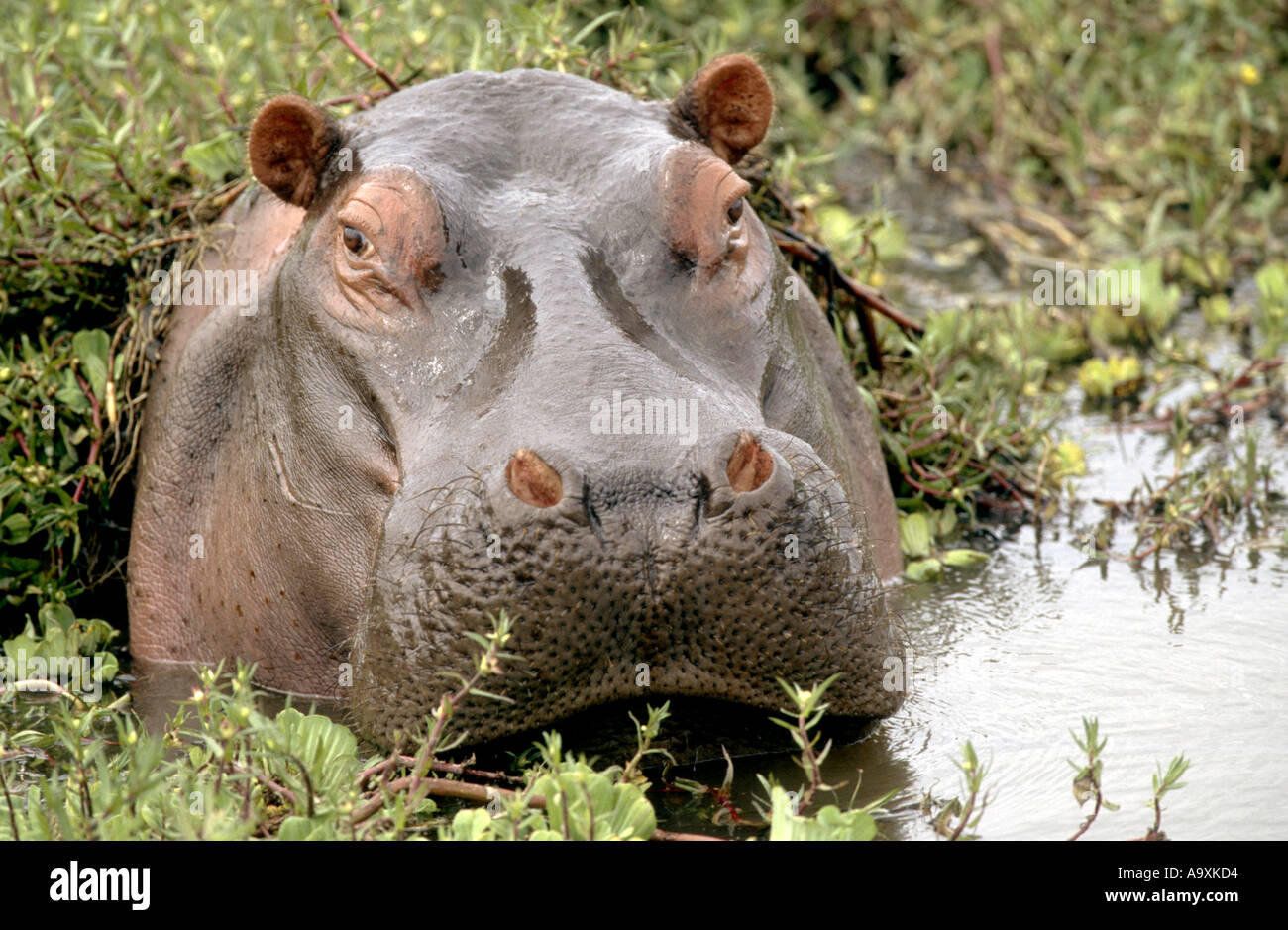 Hippopota hi-res stock photography and images - Alamy