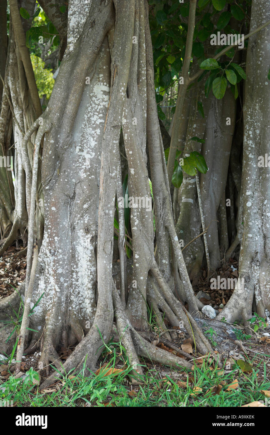 Roots and trunk of Banyan Tree Stock Photo - Alamy