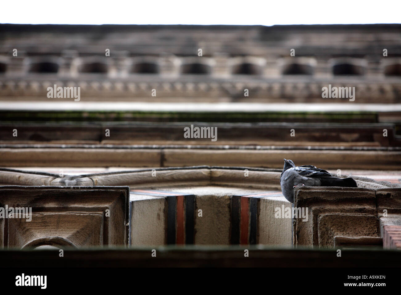 Looking up at a Pigeon on old building ledge Stock Photo - Alamy