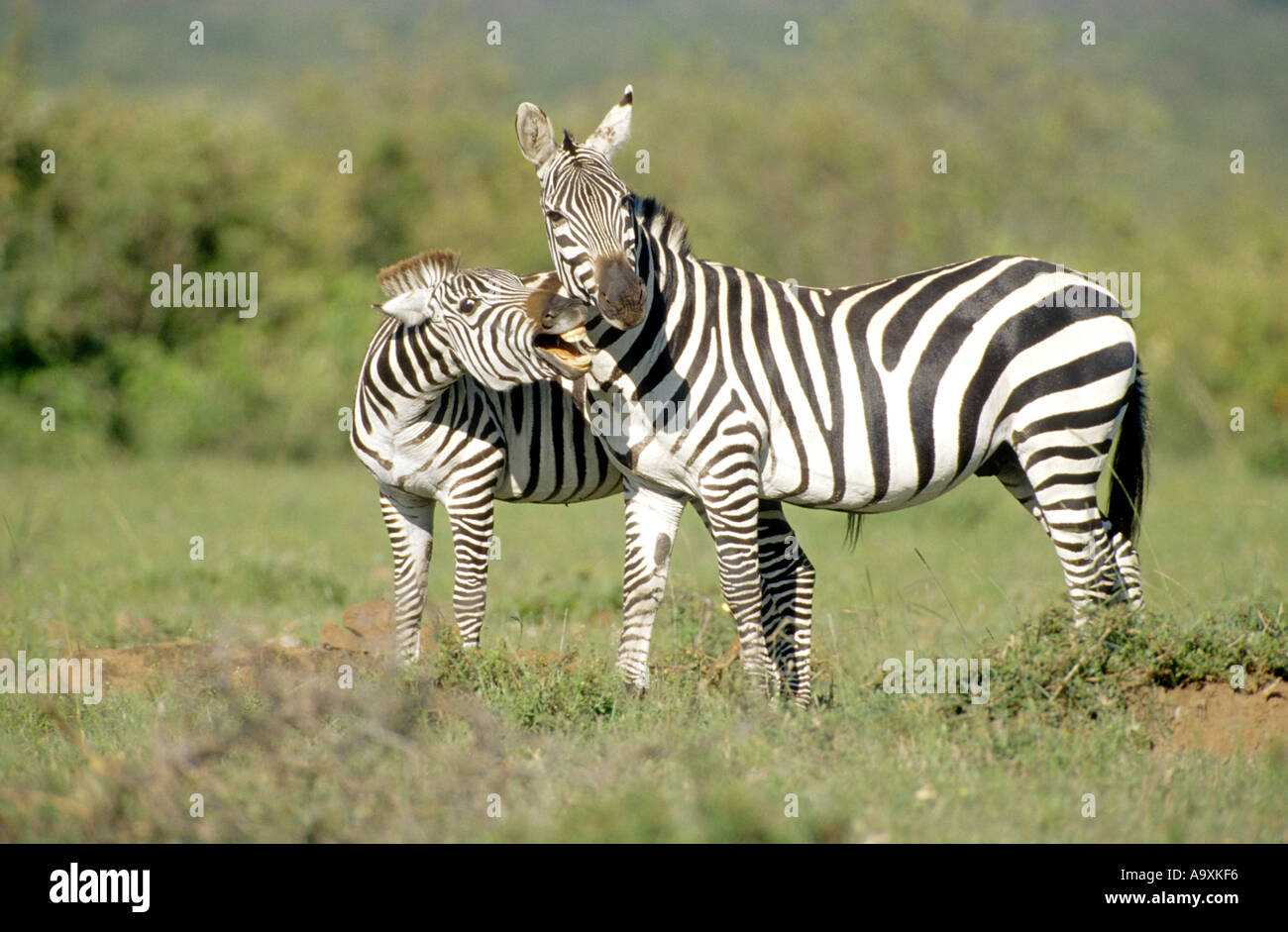Boehm's zebra, Grant's zebra, common zebra (Equus quagga boehmi ...