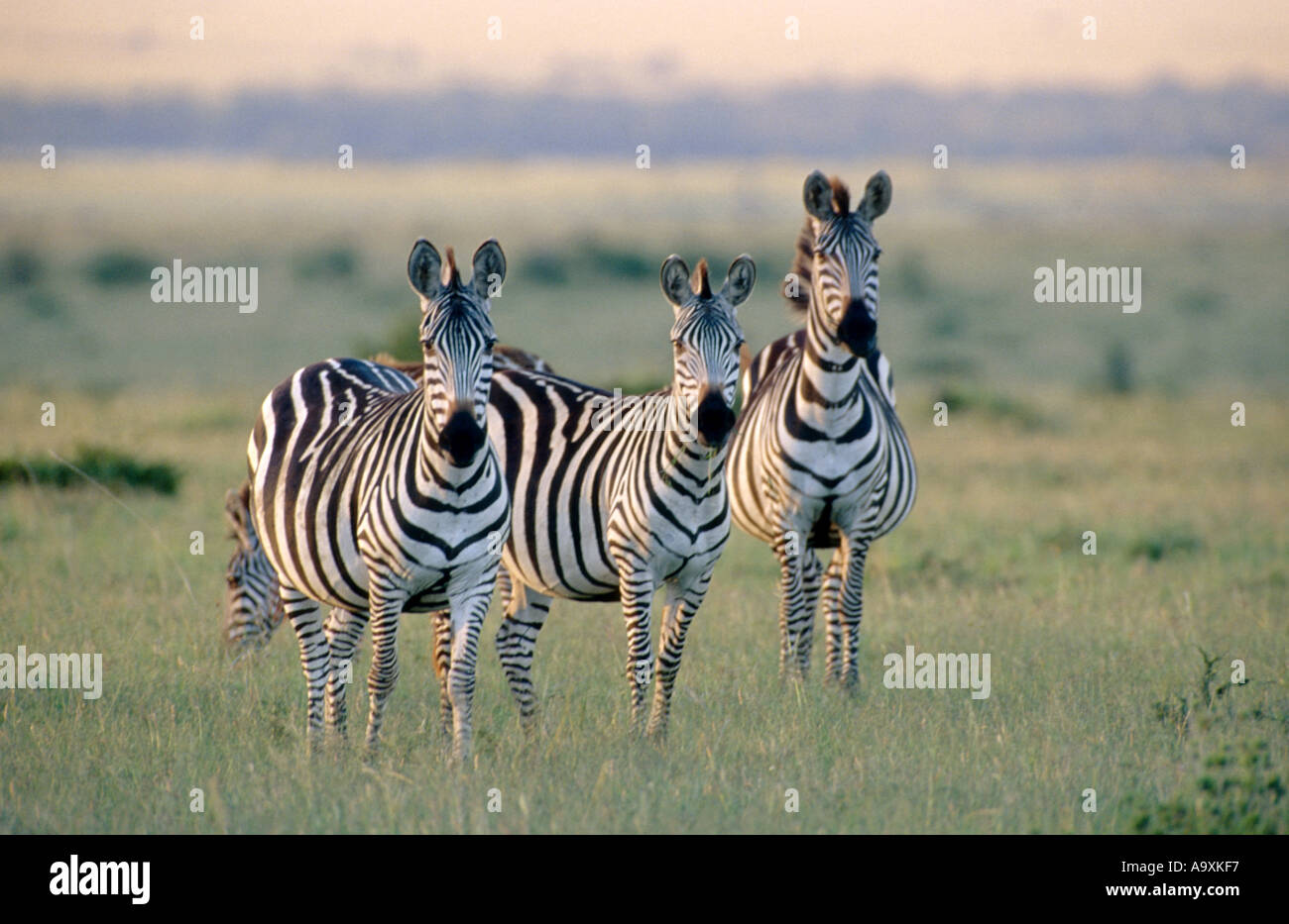 Boehm's zebra, Grant's zebra, common zebra (Equus quagga boehmi), herd ...