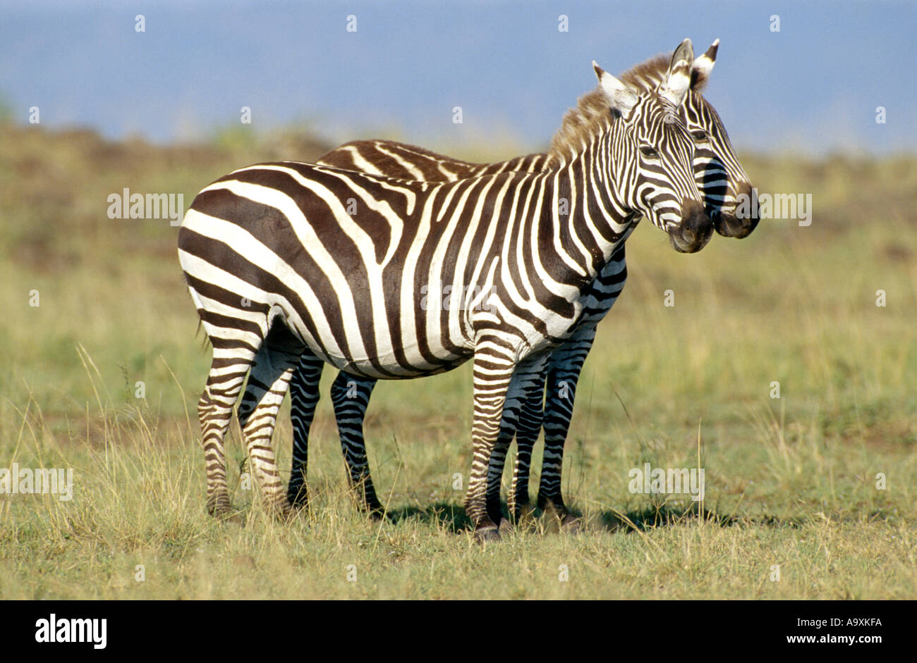 Boehm's zebra, Grant's zebra, common zebra (Equus quagga boehmi), two ...