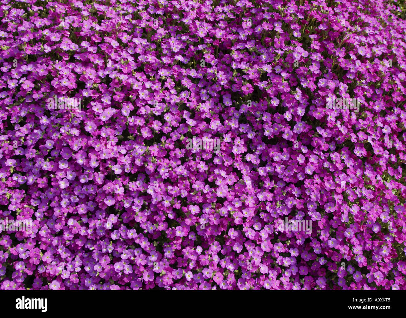 Dense flowers hi-res stock photography and images - Alamy