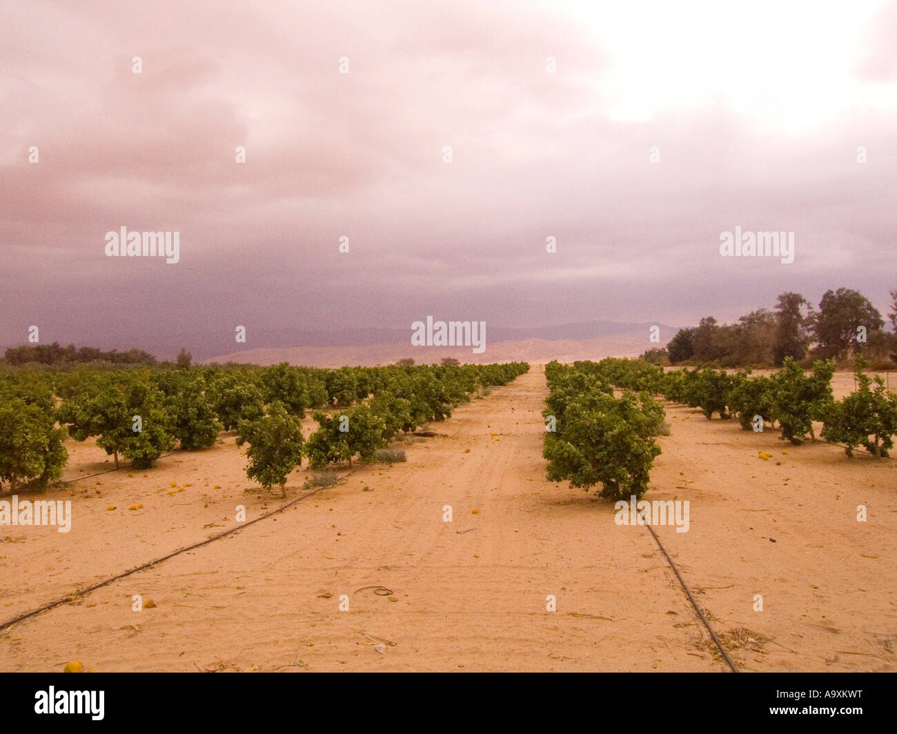 Israeli negev agriculture hi-res stock photography and images - Alamy