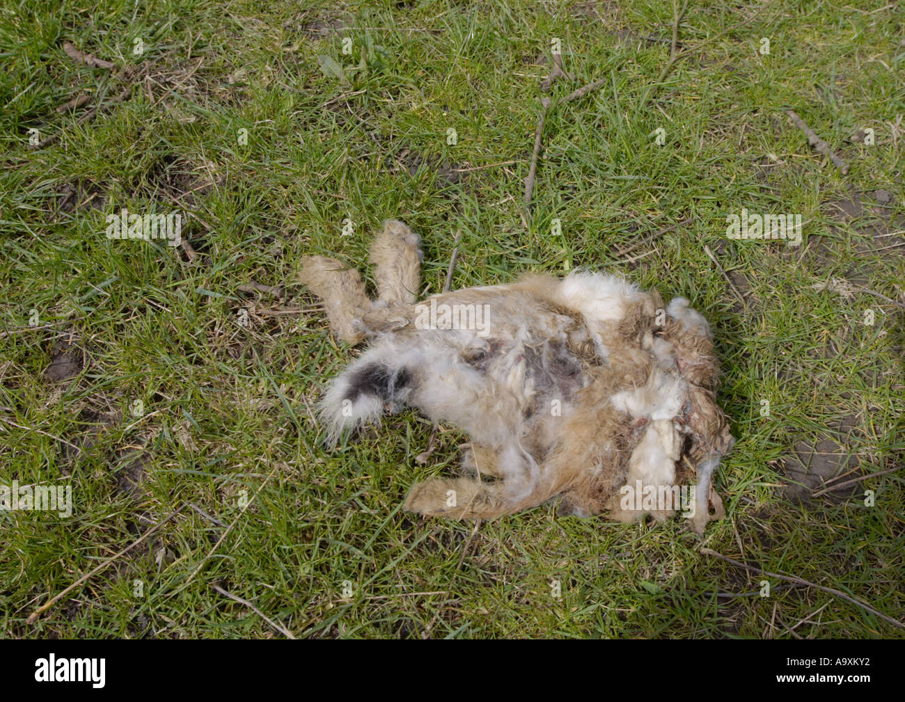 Death Rabbit High Resolution Stock Photography and Images - Alamy