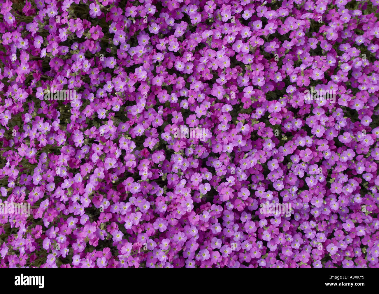 Dense spreading hi-res stock photography and images - Alamy