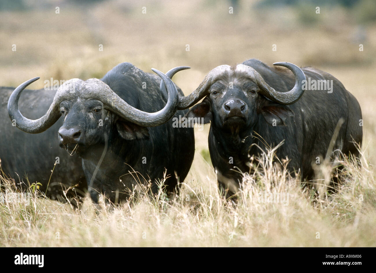 African buffalo (Syncerus caffer), two male buffalos standing side by ...