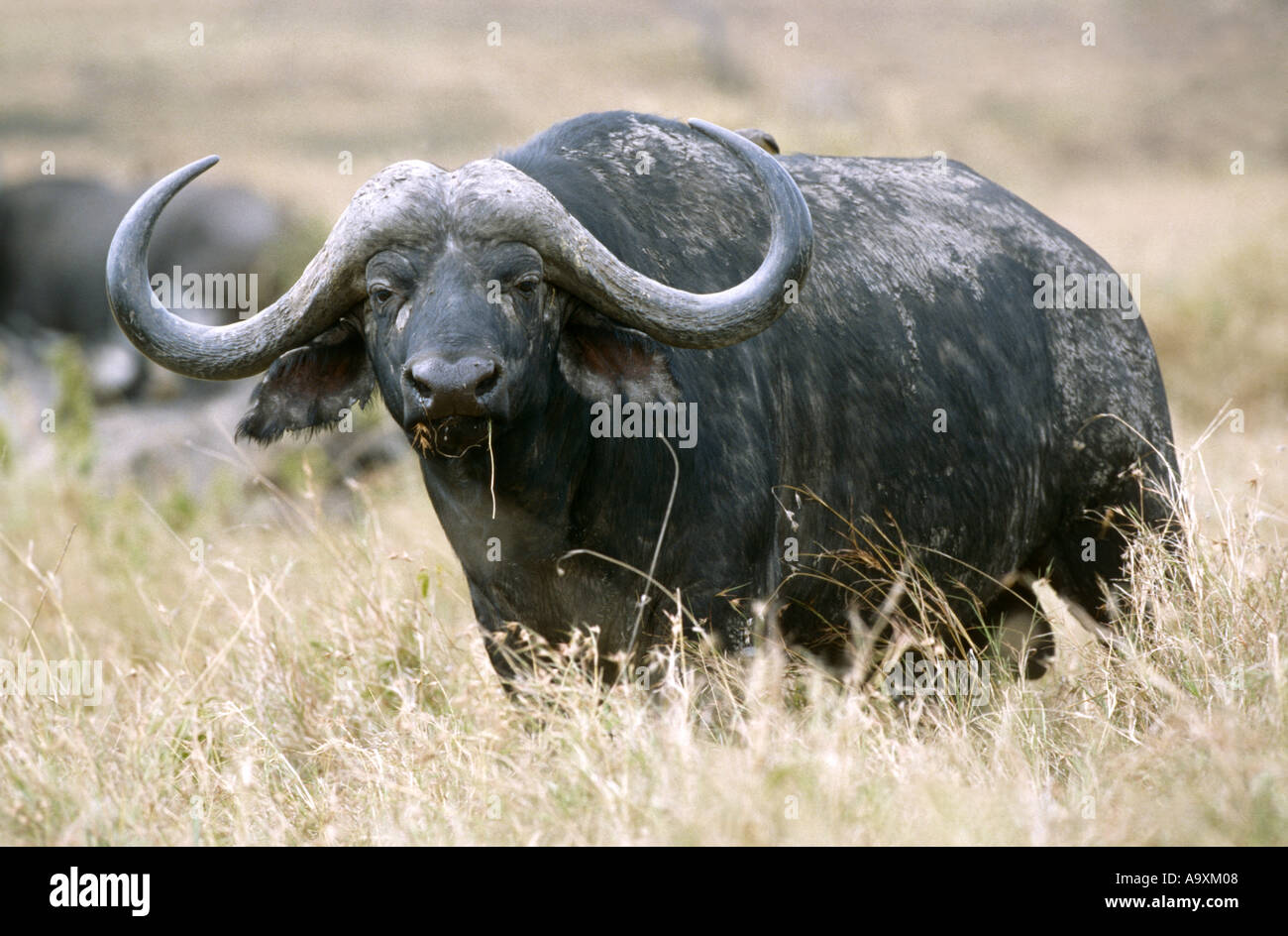 African buffalo (Syncerus caffer), one big bull, Kenya, Masai Mara ...