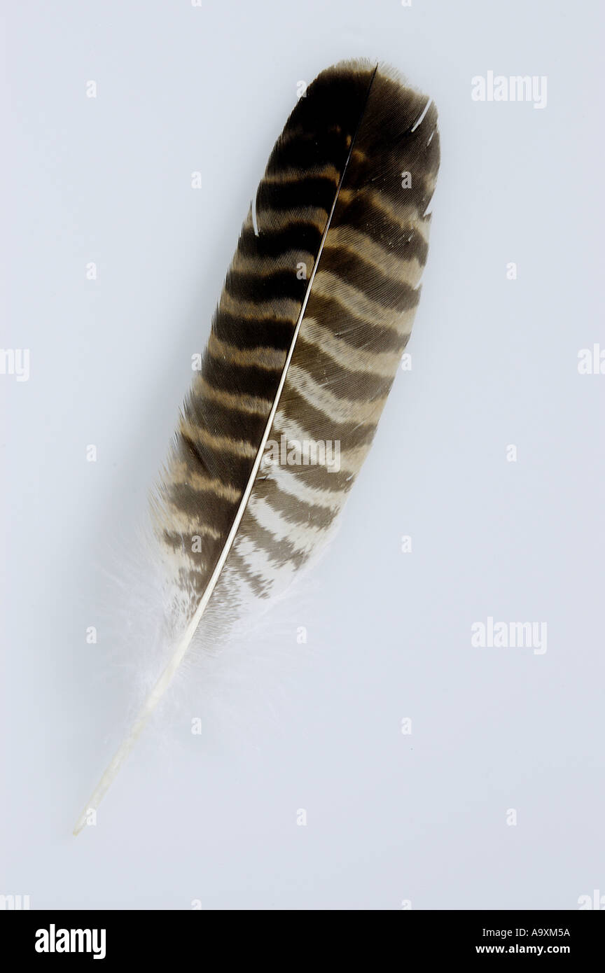 Buzzard Size High Resolution Stock Photography and Images - Alamy