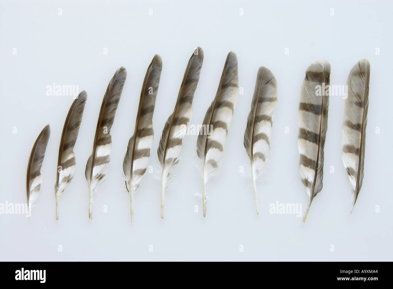 I noticed at the end of "Dragons" animated short, when Genji vanishes a ...