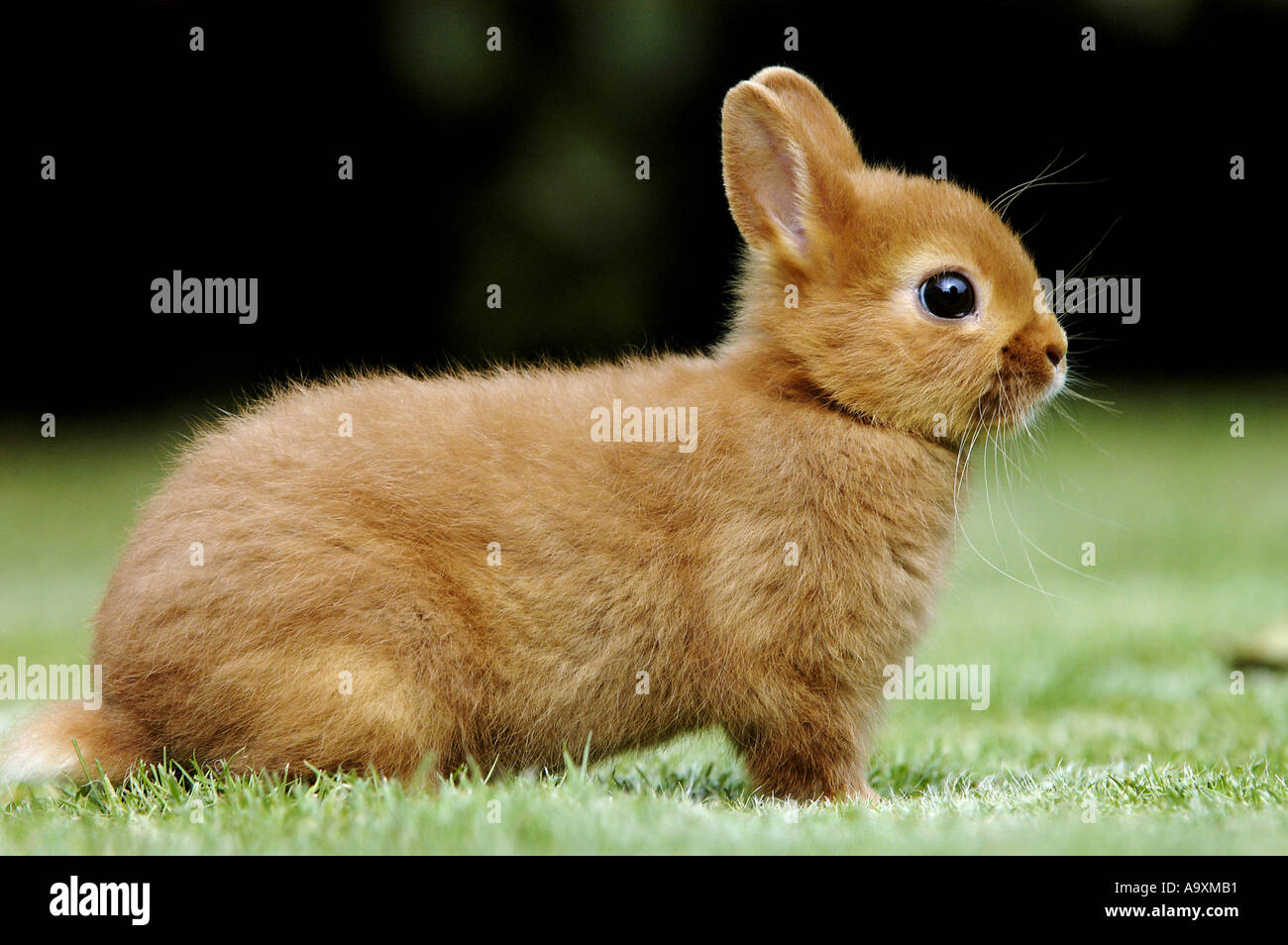 Oryctolagus cuniculus f domest hi-res stock photography and images - Alamy