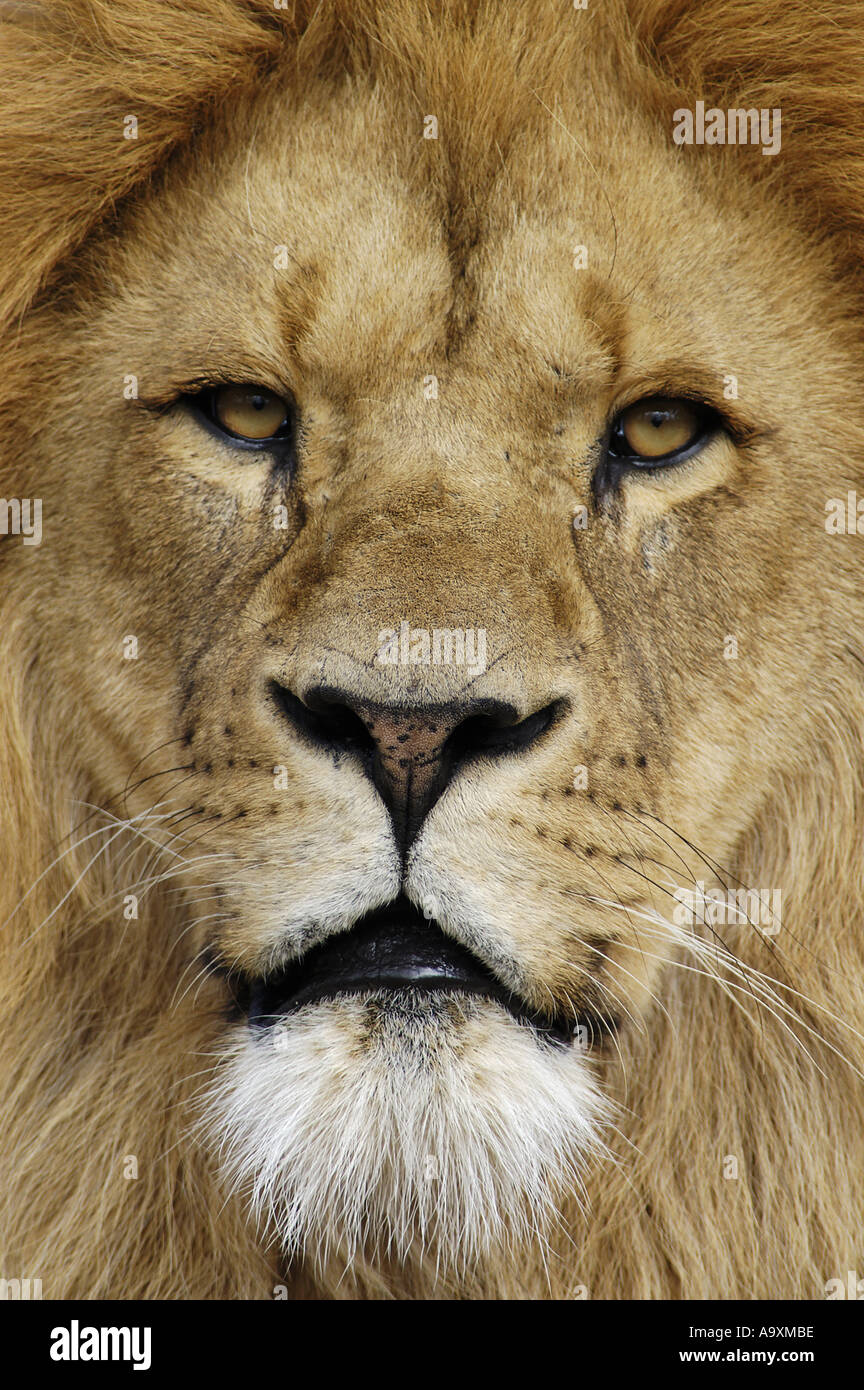 Parts of the body and royal portraits hi-res stock photography and ...