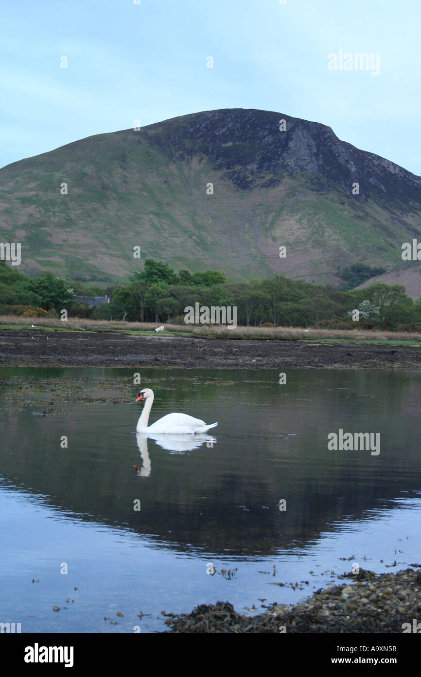 swan and Torr Nead an Eoin reflected in Loch Ranza Isle of Arran ...