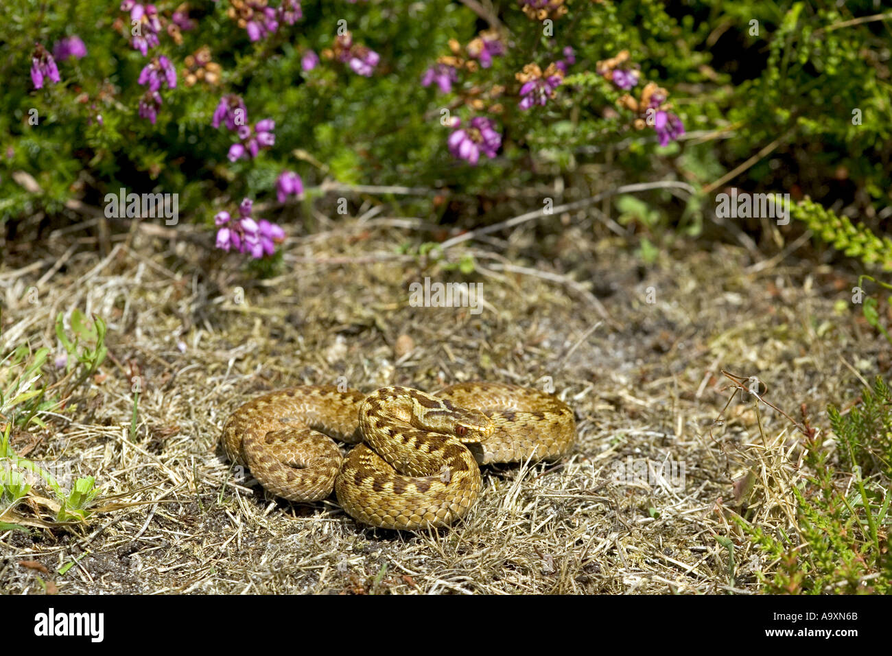 Isle of serpents hi-res stock photography and images - Alamy