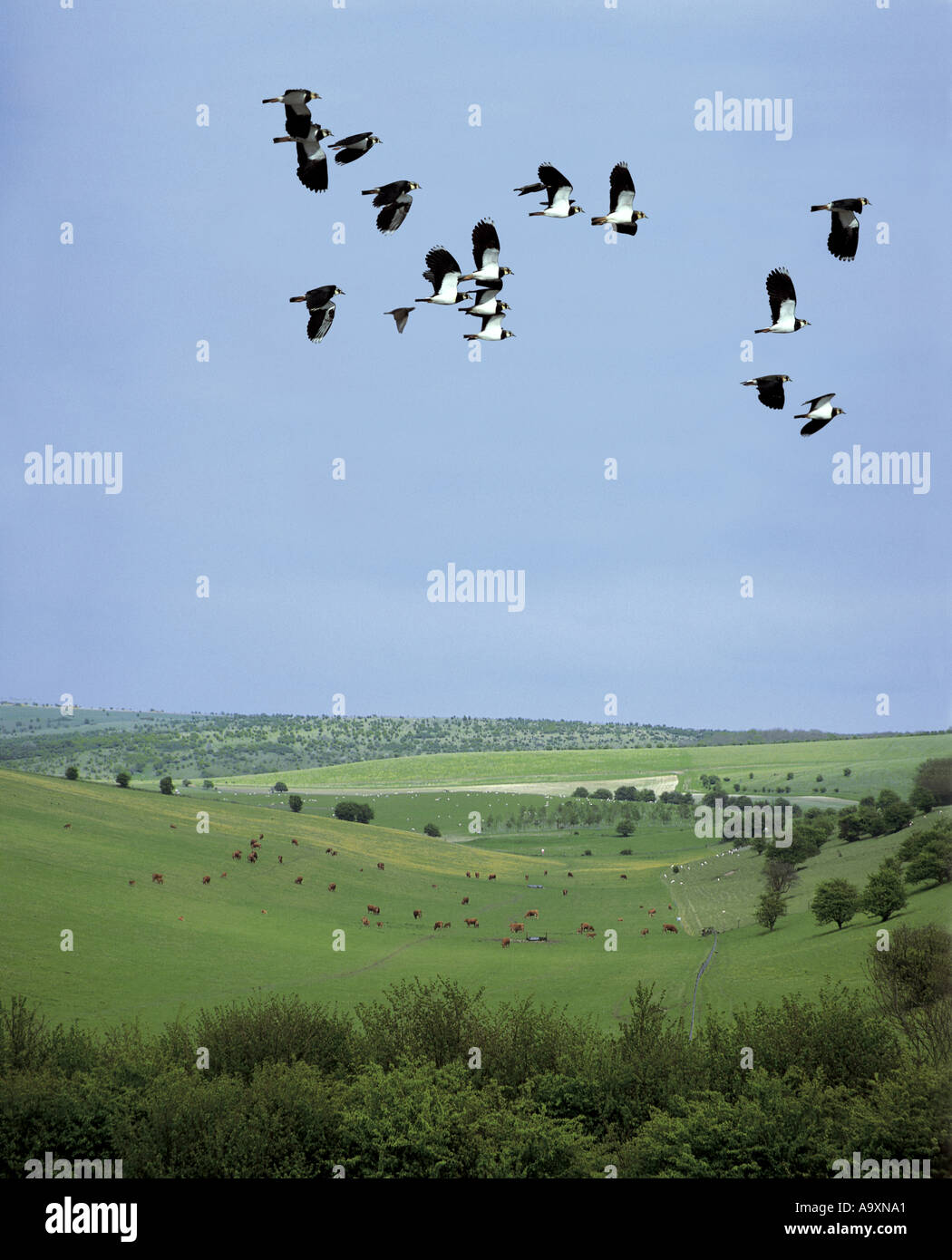 Lapwing Britain High Resolution Stock Photography and Images - Alamy