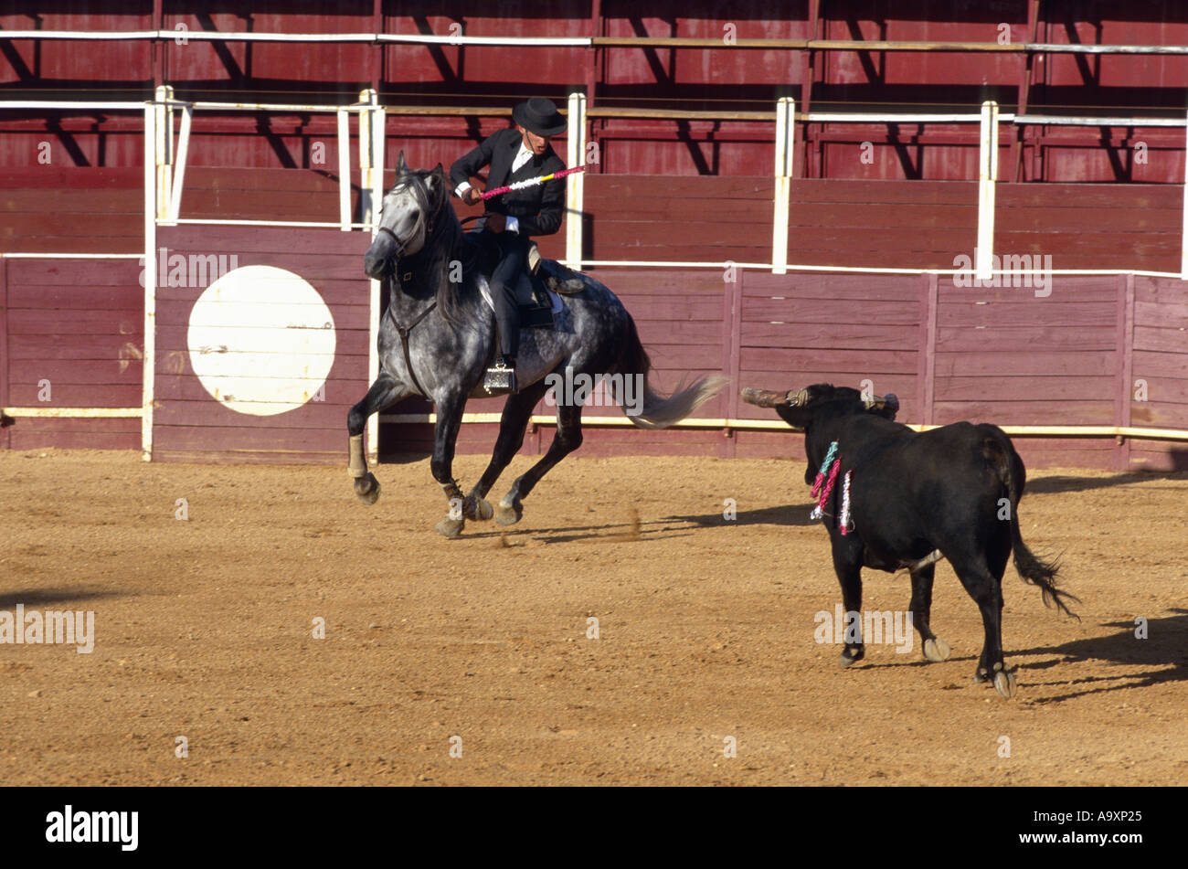 Wounded bull fight hi-res stock photography and images - Alamy