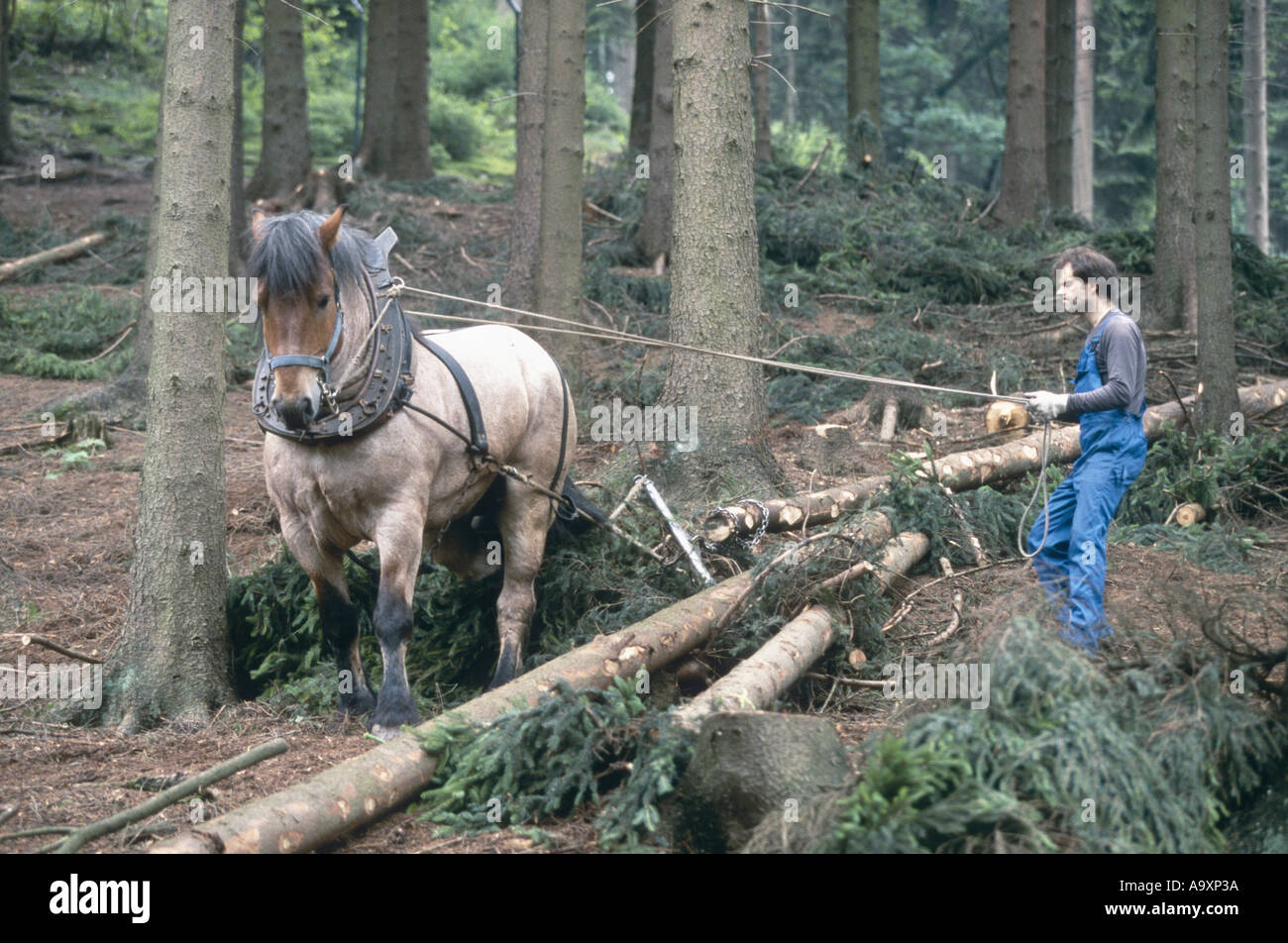 Draught horse forest hi-res stock photography and images - Alamy
