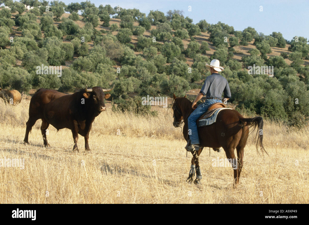 cowboy, standing in front of a bull Stock Photo - Alamy