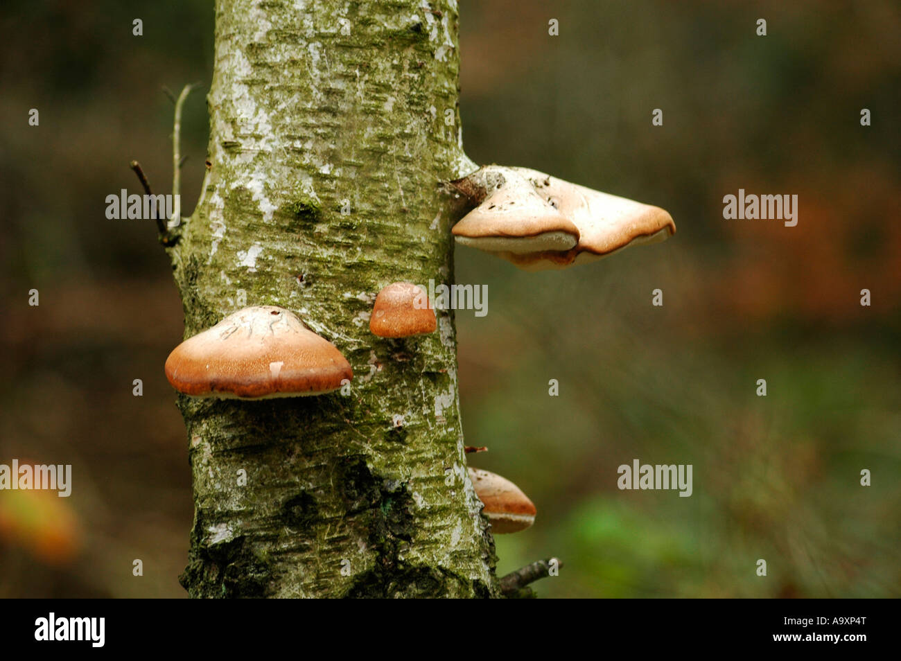 Tree fungus fomitopsis hi-res stock photography and images - Alamy