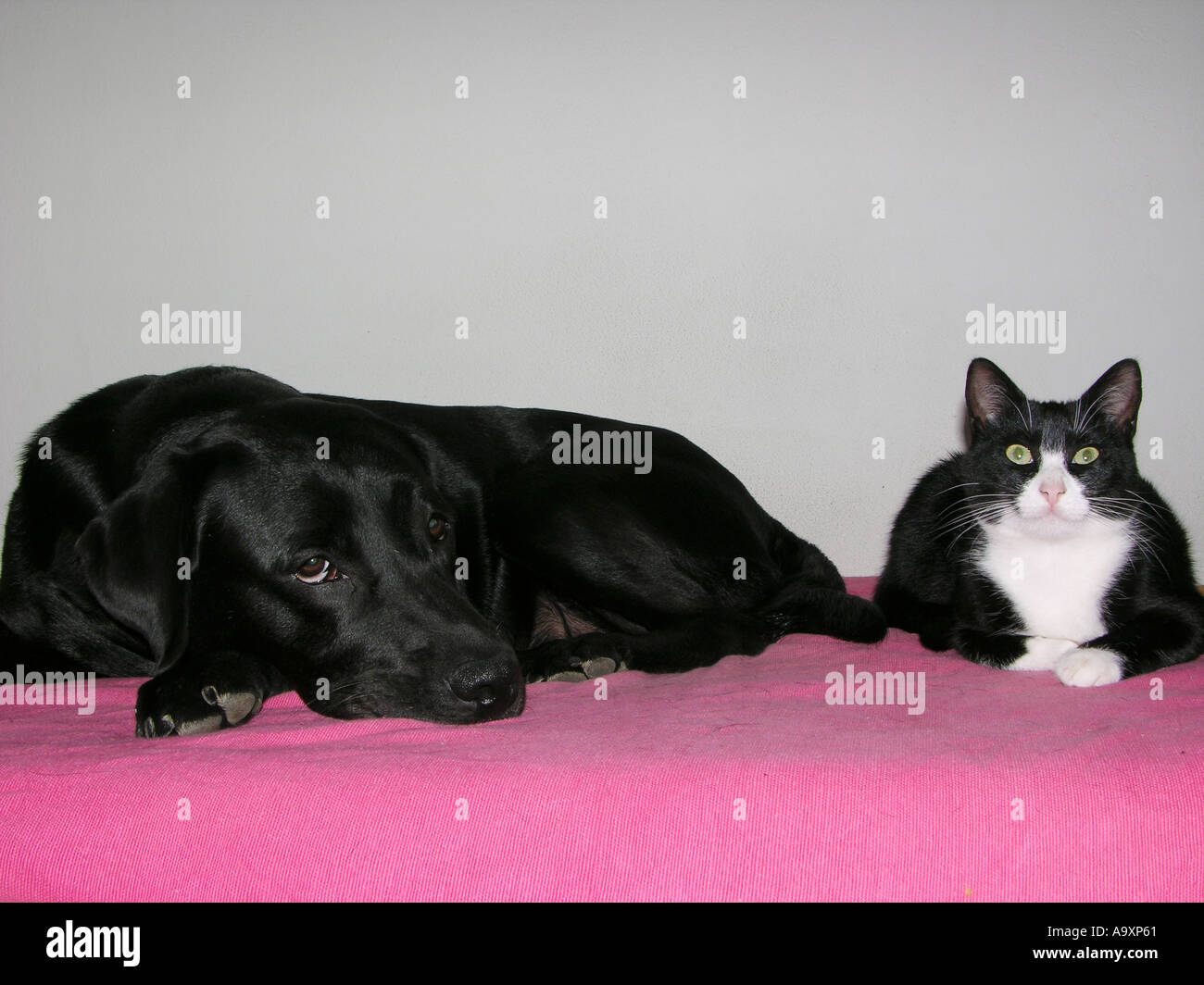 Chilled out dog with cat hi-res stock photography and images - Alamy