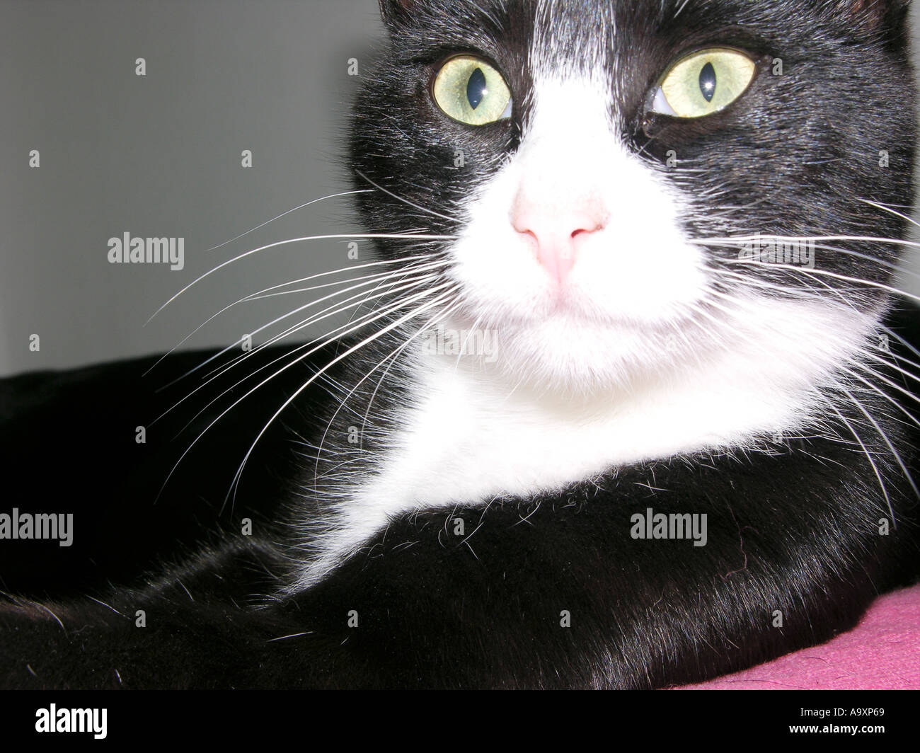 Purring purr hi-res stock photography and images - Alamy