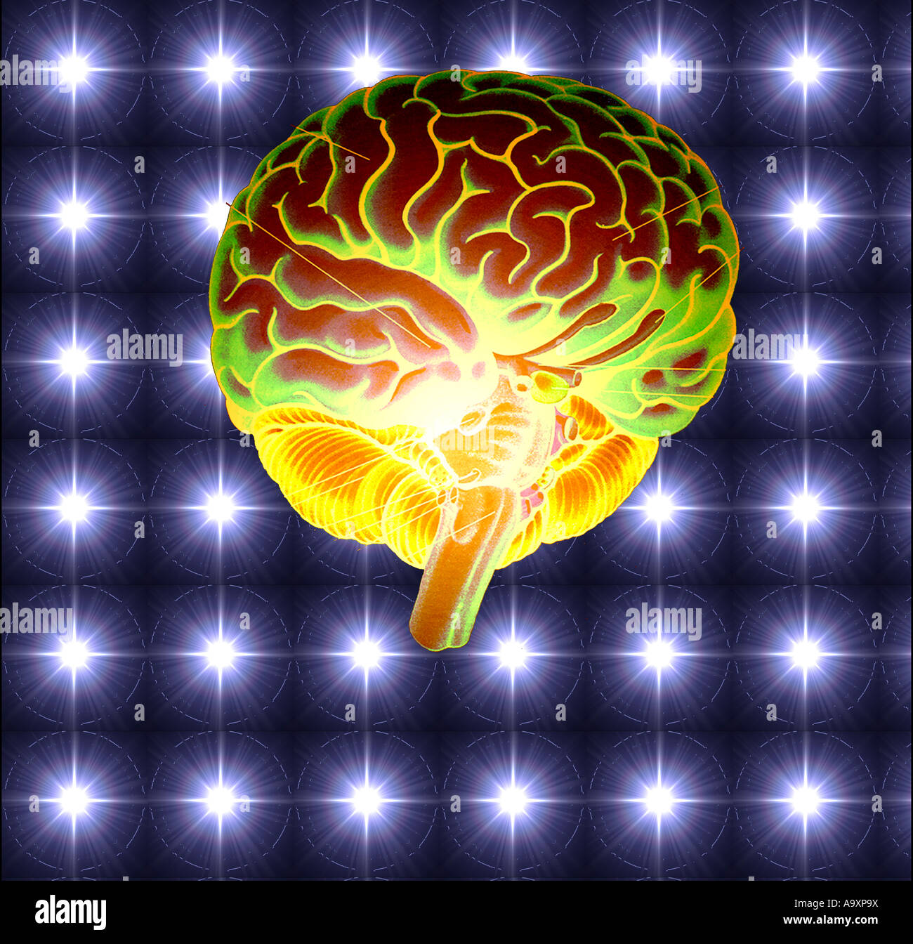 computer generated model of a human brain composited on star studded ...