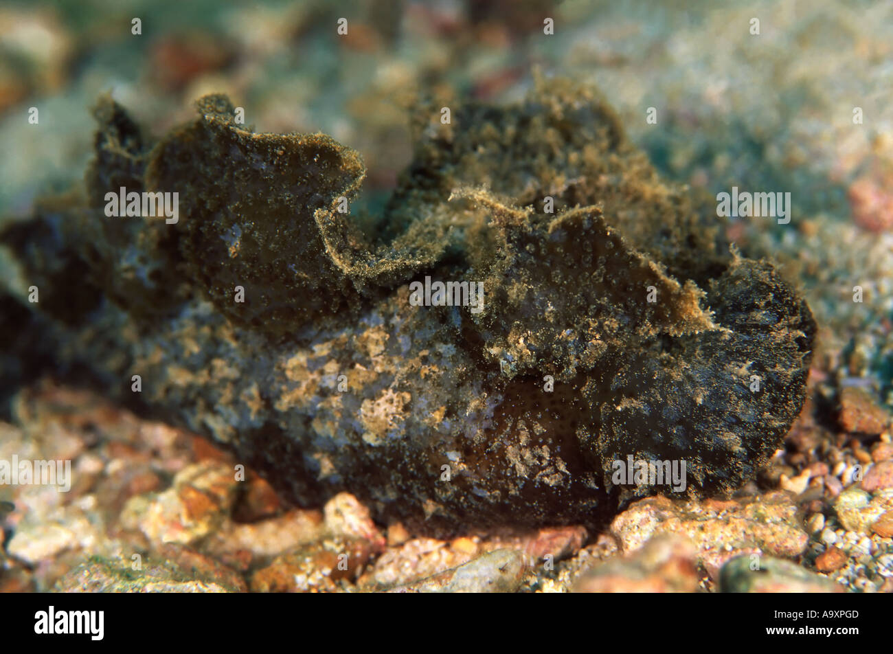 Melibe sp hi-res stock photography and images - Alamy