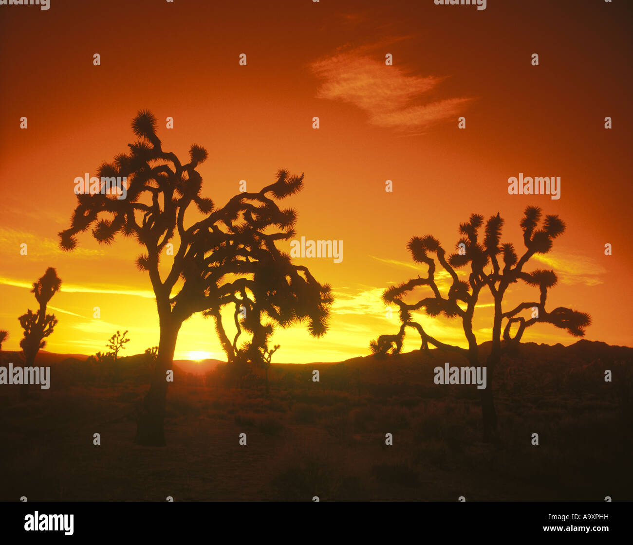 Silhouettes joshua tree hi-res stock photography and images - Alamy